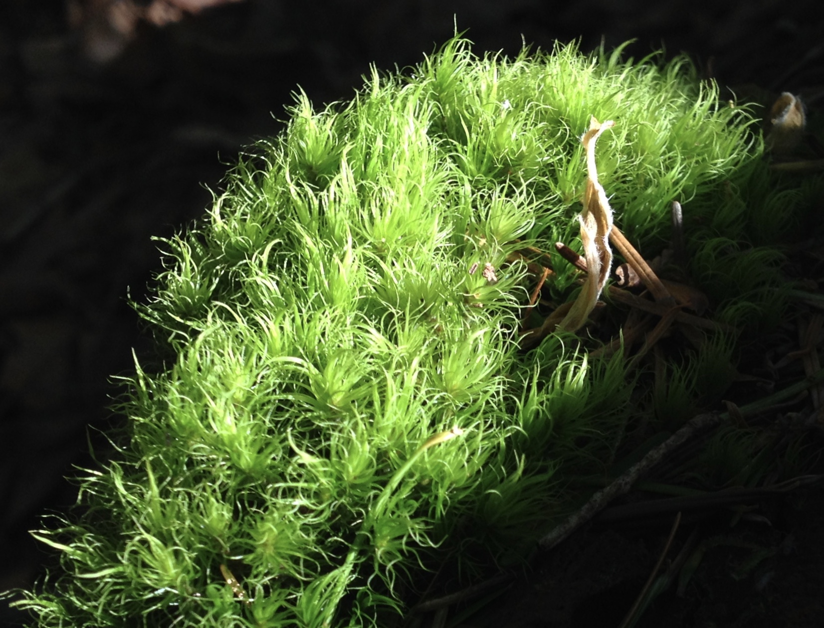 ロビン・ウォール・キマラー：Robin Wall Kimmerer